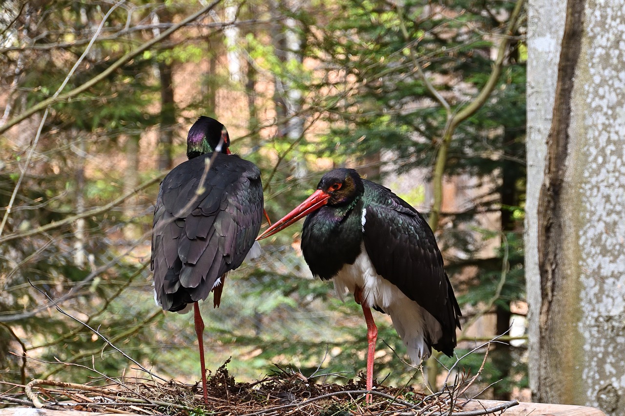 Czarne bociany są już w Polsce. Oto, co warto o nich wiedzieć